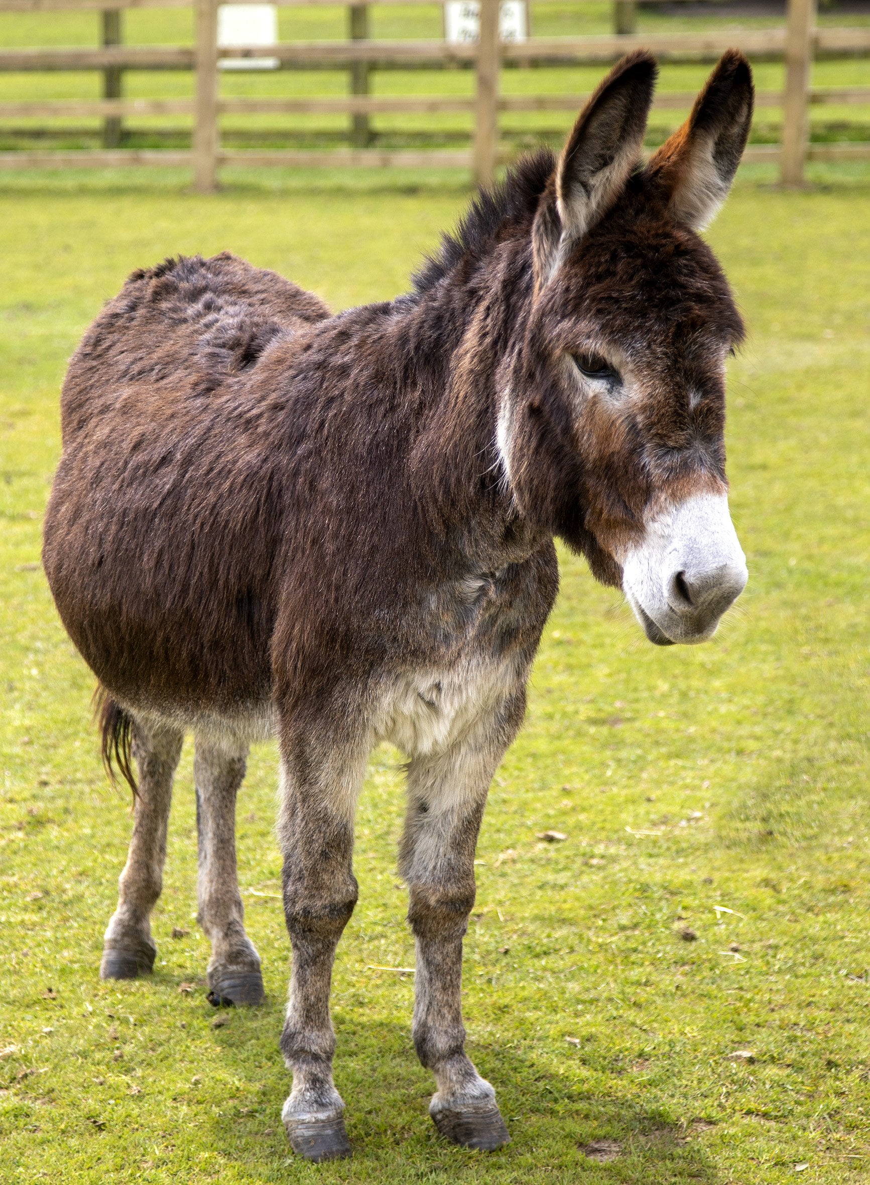 FLICKA DONKEY SANCTUARY – A wonderful place to visit and support ... FLICKA DONKEY SANCTUARY – A wonderful place to visit and support ...